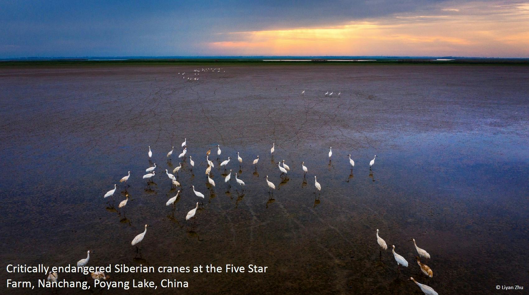 Poyang Lake Ecosystem Restoration Initiative: Conservation ...